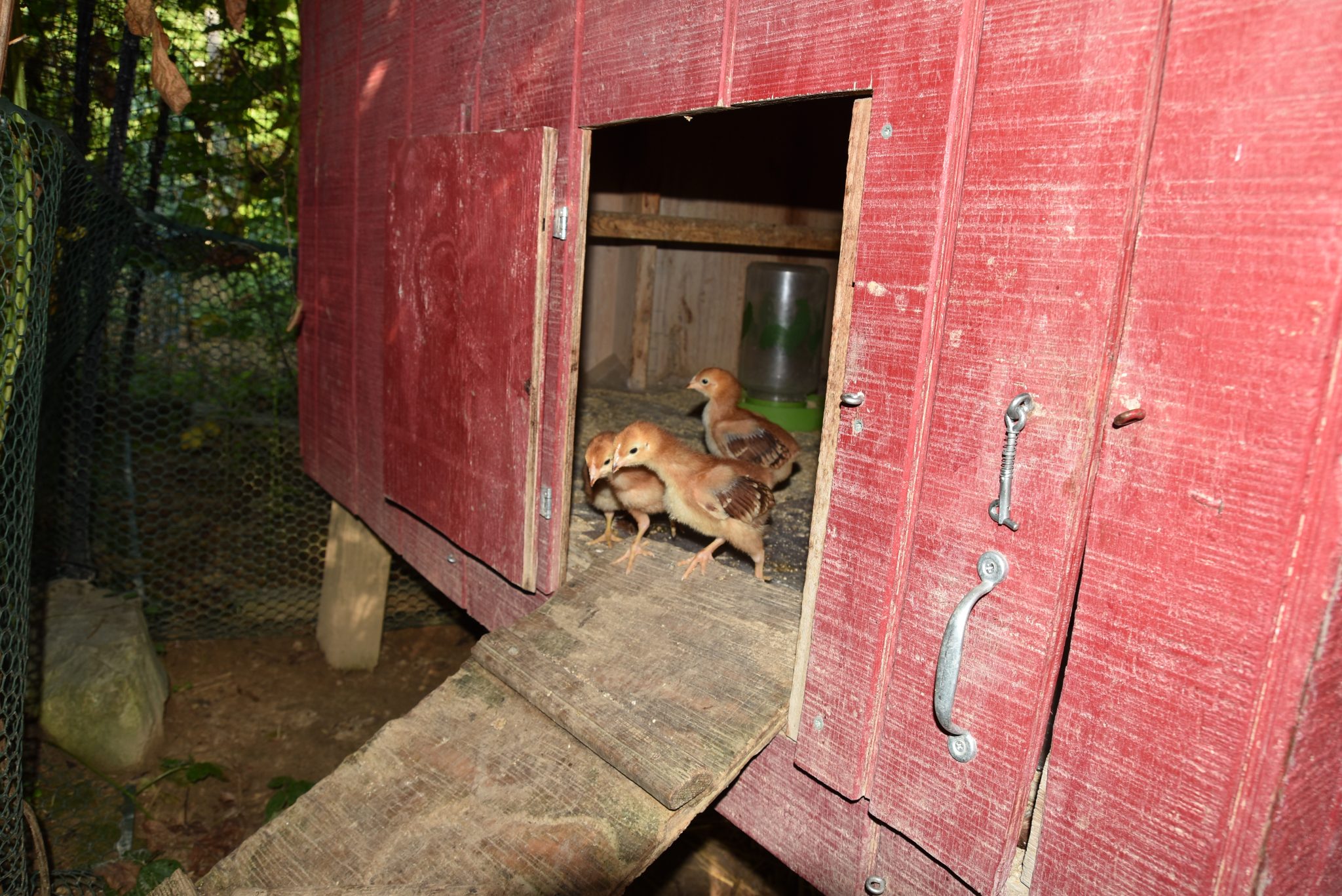 After Day 22 - Backyard Poultry